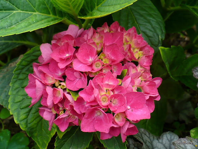 Hydrangea, Hortensja: Hydrangea macrophylla (Hortensja ogrodowa) 'Rapa ...