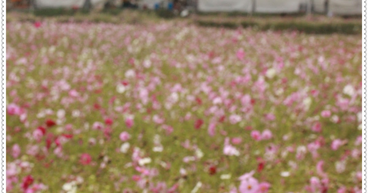 The Scriptures: Mark-05-06