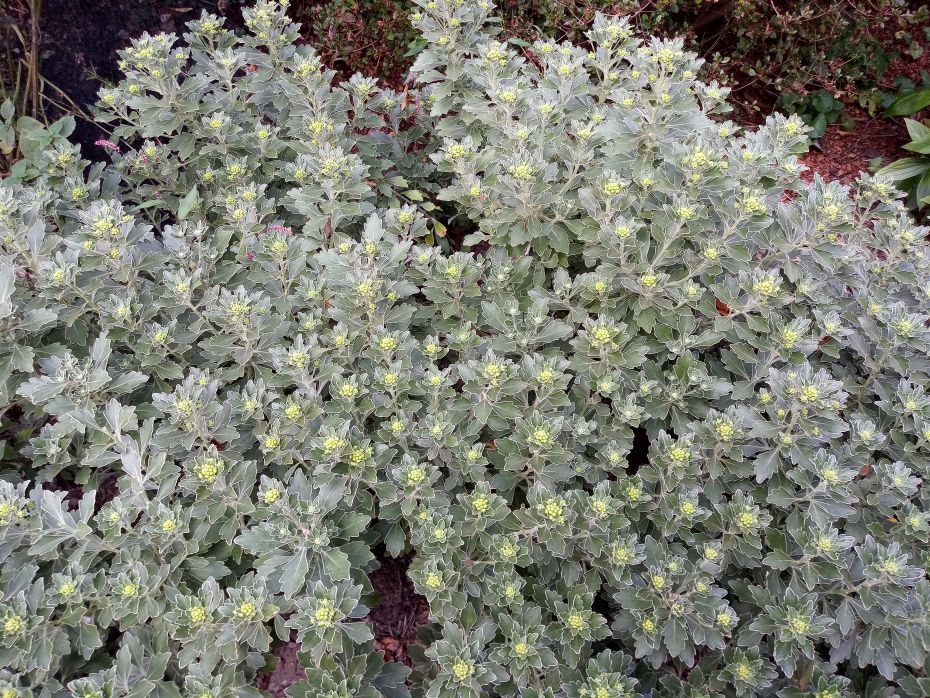 Future Plants by Randy Stewart: Ajania