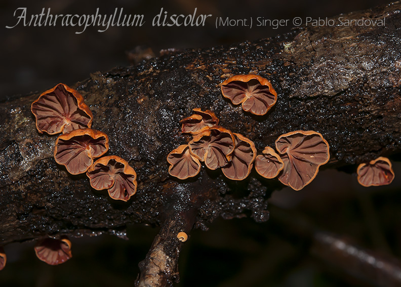 Macrohongos de Chile: Anthracophyllum discolor