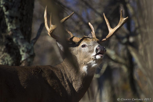 Country Captures: Scenes from the Rut