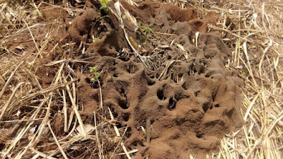 HOW TO GET RID OF TERMITE HOUSE (TERMITARIUM) FROM YOUR FARM ...
