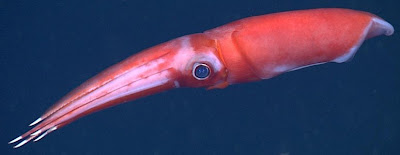 Charm Hour: Knit Octopus Squid (Octopoteuthis deletron)