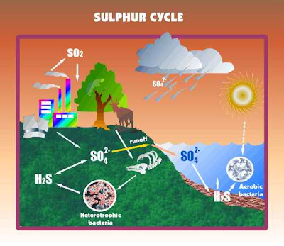 Sulfur Cycle
