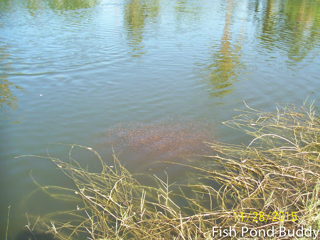 Fish Pond Buddy: Fish Farmer vs. Mudfish ("Dalag")