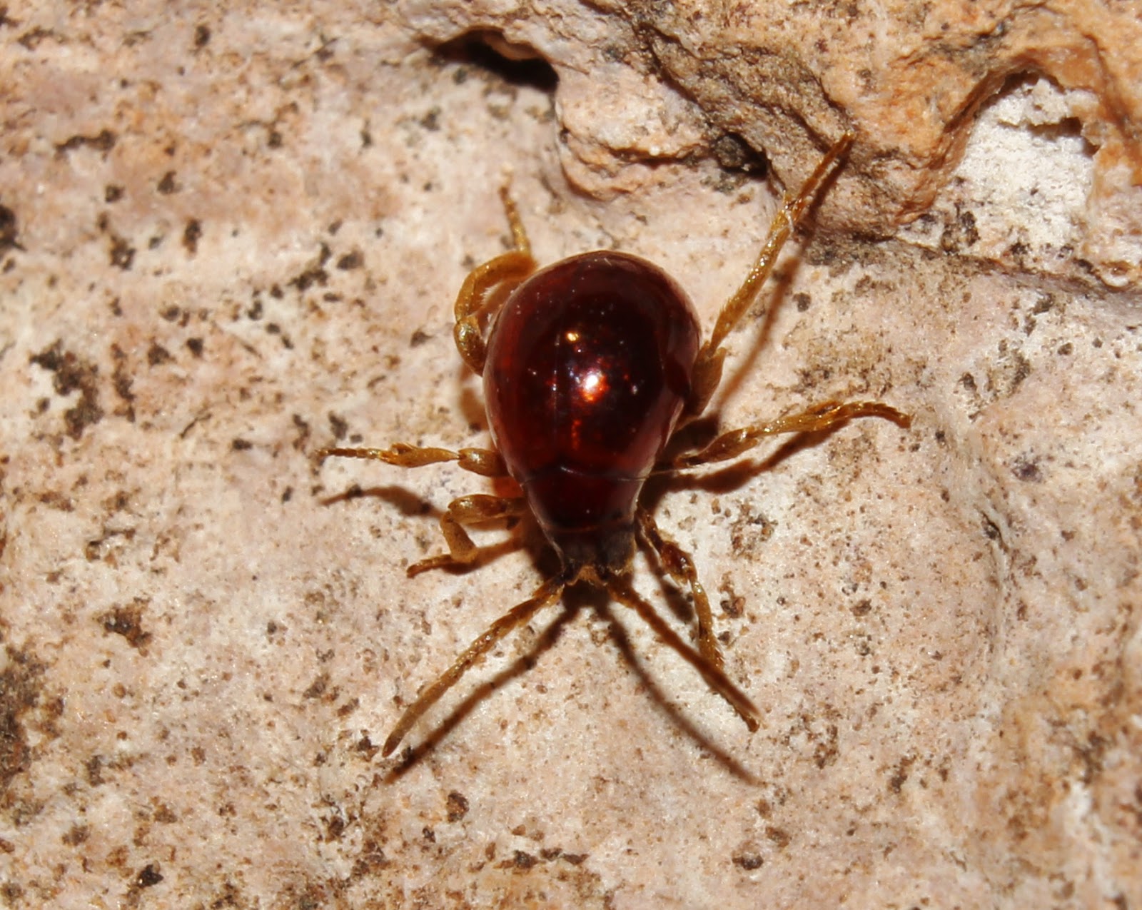 Biodiversity of Cyprus by NGO Protection of the Natural Heritage and ...