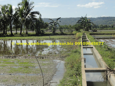 Zamboanga del Sur Properties: FOR SALE: 1.3 HECTARES RICE FIELD AND ...