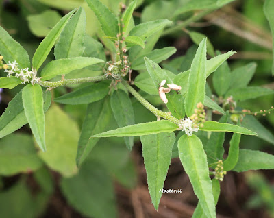 PELITA KABAD: RUMPAI DAUN LEBAR (Sambungan)