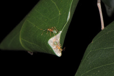 BunyipCo: September 2012