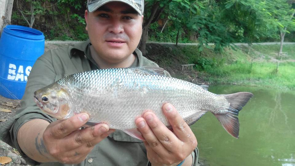 Espacio de Pesca: Pesca de Yamu (Brycon amazonicus) con cuchara #3 ...