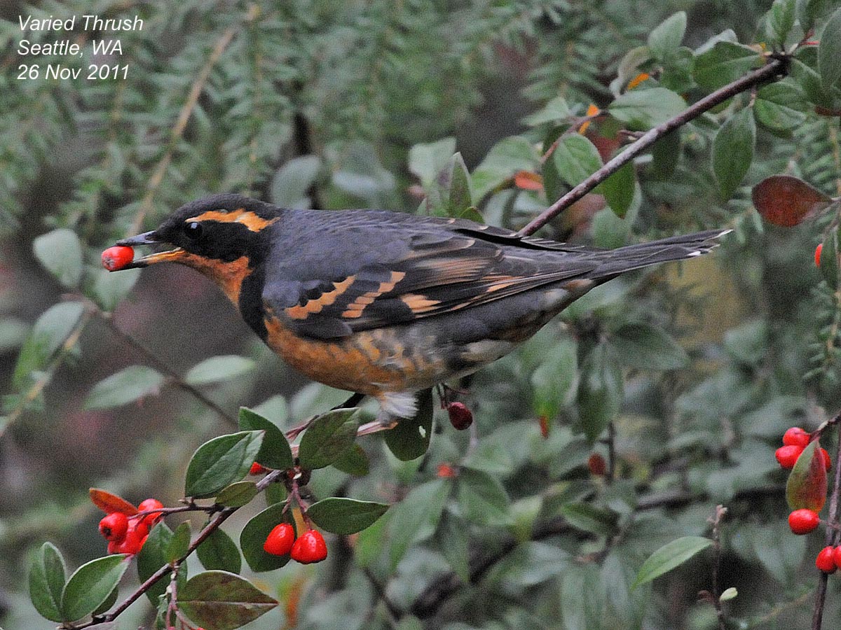Northwest Nature Notes: PSYCHEDELIC ROBIN OF THE NORTHWEST