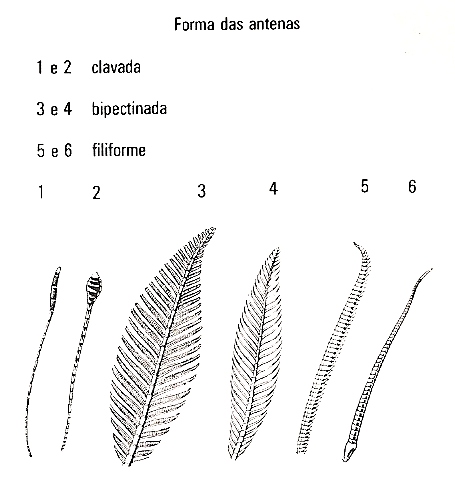 JÓIAS DA NATUREZA: MORFOLOGIA DA BORBOLETA