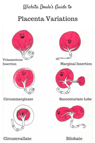 Il cordone ombelicale