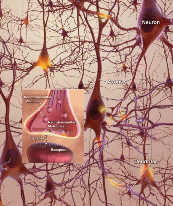 ALAMIA SPA: FUNGSI SISTEM URAT SARAF UTAMA DAN OTOT BADAN