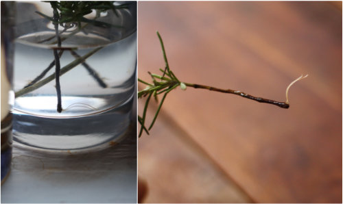 How To: Propagate & Regrow Rosemary Cuttings | 17 Apart