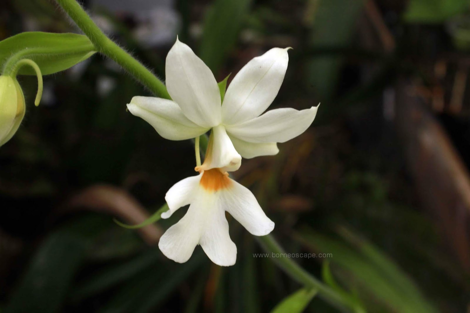 Calanthe vestita - The Handsome Orchid - BorneoScape