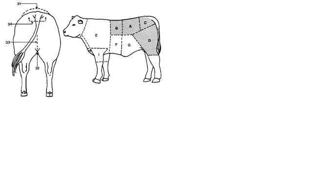 Large Animal Vet: Beef Identification
