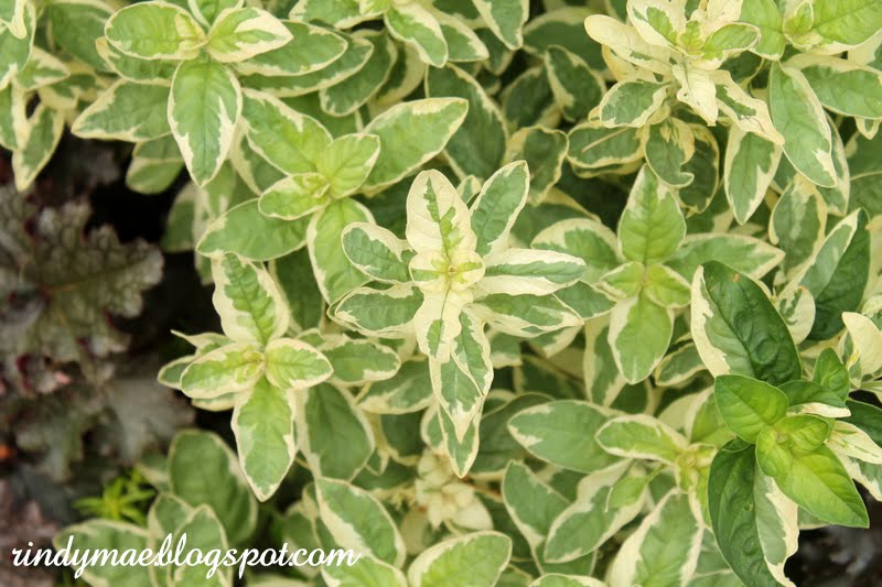 Rindy Mae: Yard Crasher #11: Open Garden Preview Tour