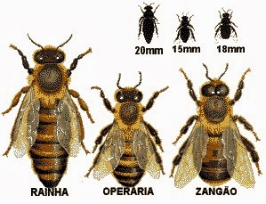 Biologia do Mundo: Insetos sociais: Abelhas