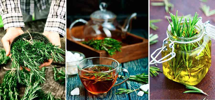Limpiando la Casa: Té de romero, 4 beneficios para la salud y ...