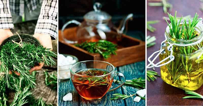 Limpiando la Casa: Té de romero, 4 beneficios para la salud y ...