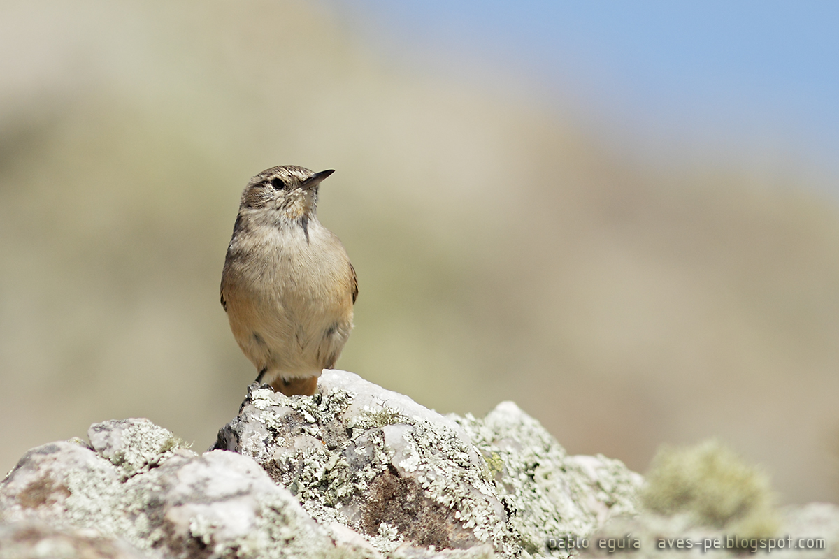 mis fotos de aves: Asthenes modesta Canastero Pálido Cordilleran Canastero