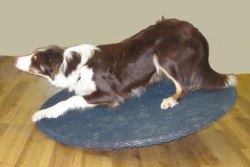 Agilty Dogs Fitness: Co-ordination and balance for agility dogs