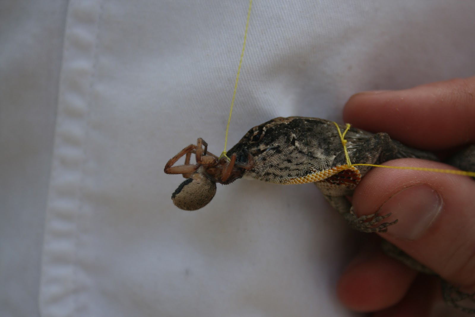 Wide World Science: Lizard Project Day 3: The little things.