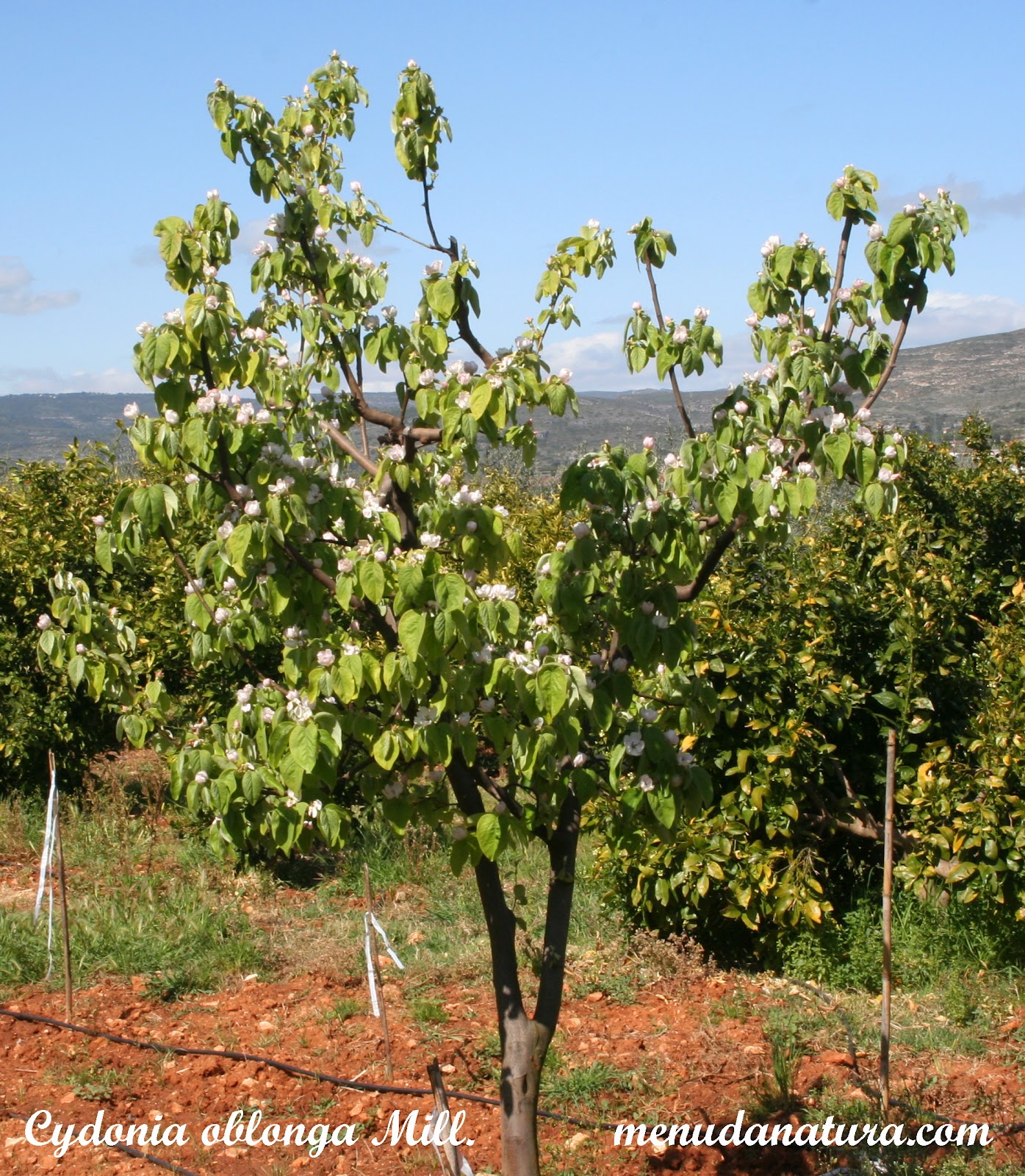 Menuda Natura: Cydonia oblonga Mill.