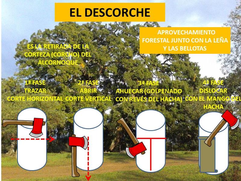 Técnico Forestal: Usos y Aprovechamientos Forestales