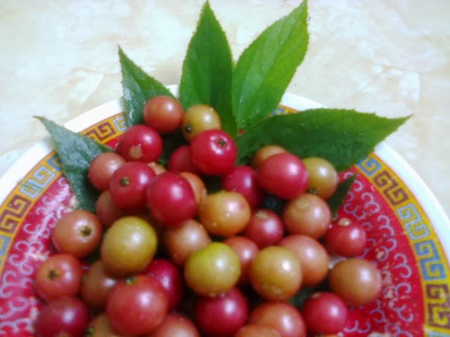 Warga Sulur: Manfa'at Buah Talok