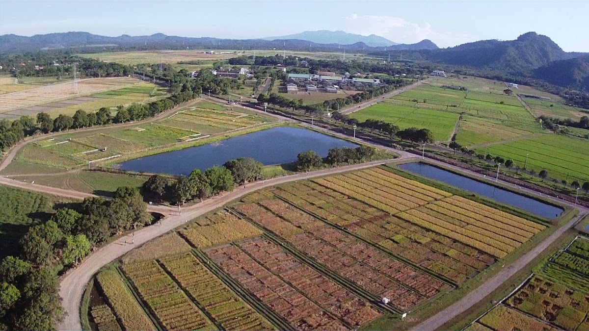 A Birder in The Philippines: My patch - Birding at IRRI