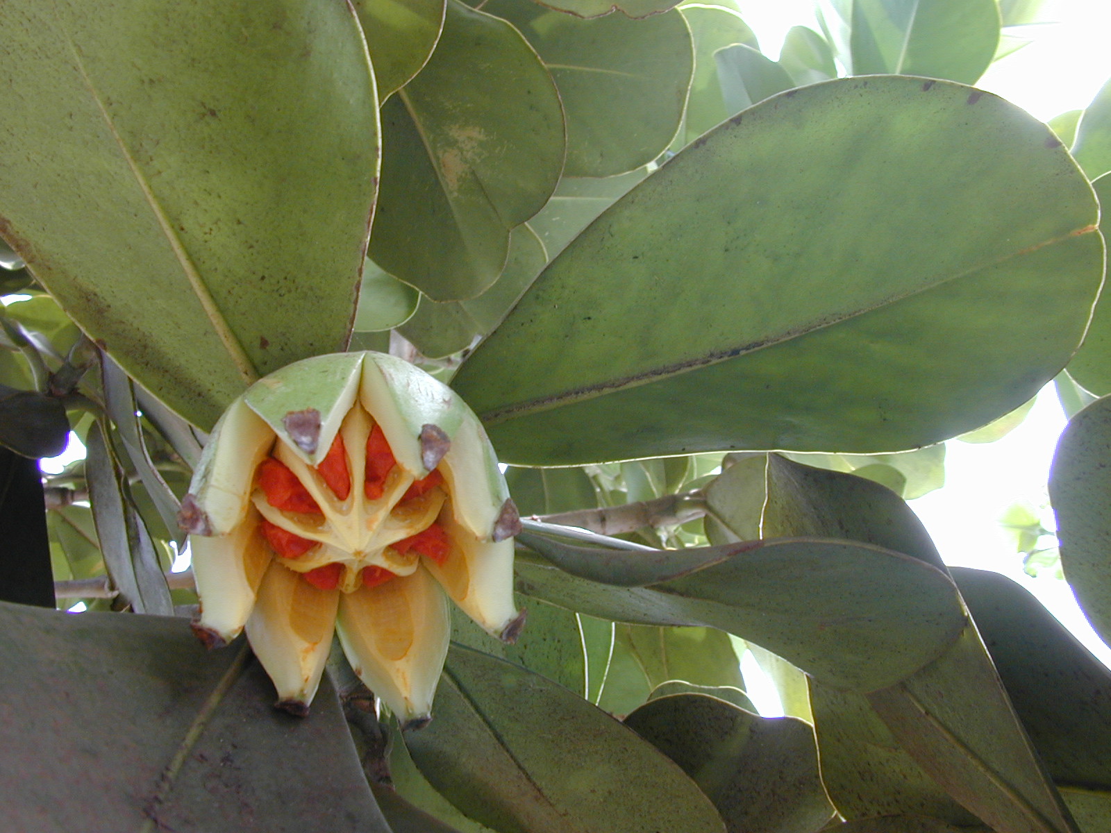 Plant World: Clusia major