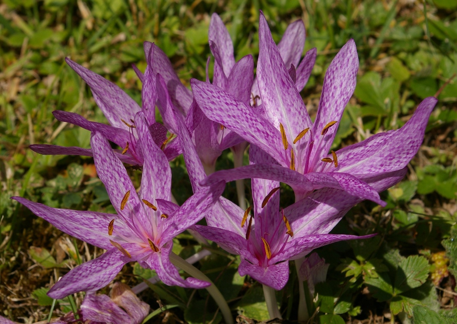 John Grimshaw's Garden Diary: Some early colchicums