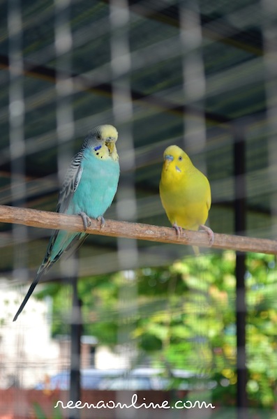 Reena's Online: Burung Baji / Budgie Bird