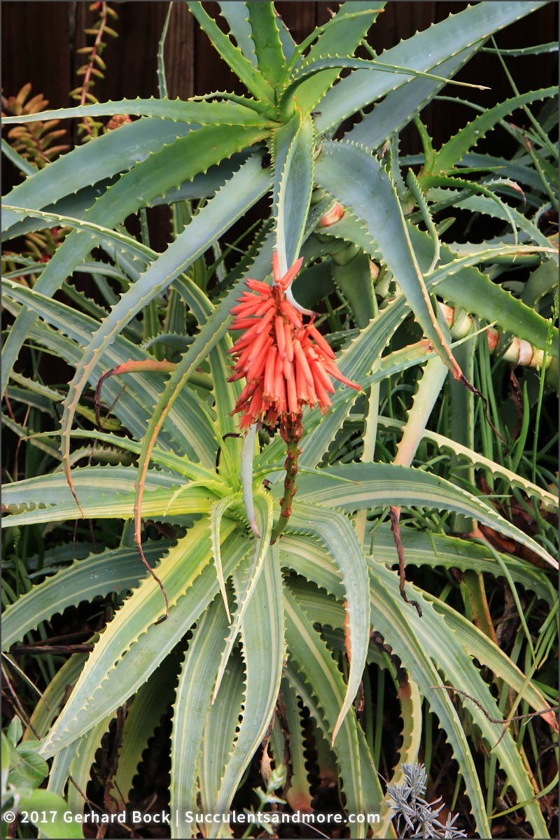 Aloes in the front yard finally blooming (Feb. 2017)