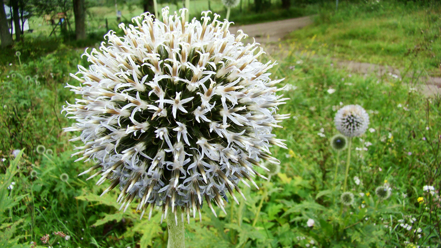 NATURE and TRAVEL: Przegorzan kulisty-polska Strychnina C21H22N2O2