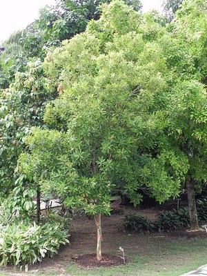 Riverine Parks: Tristaniopsis whiteana