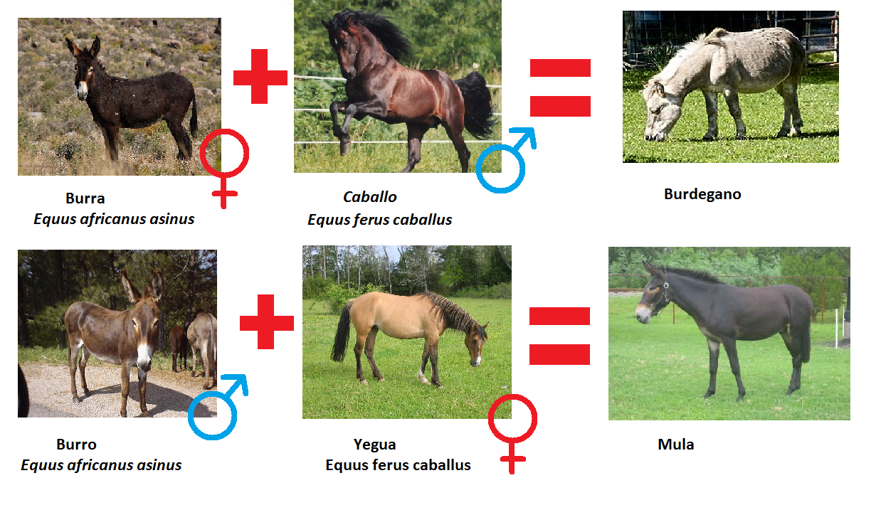 Genealogía, Historia y Antropología.: diciembre 2016