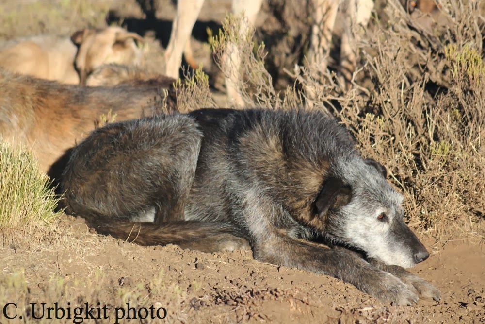 Stephen Bodio's Querencia: Big dogs of Lesotho