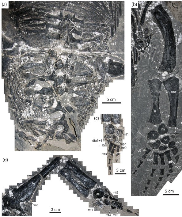 Waxing Paleontological: Tubby, Armored Sea Lizards of the Triassic
