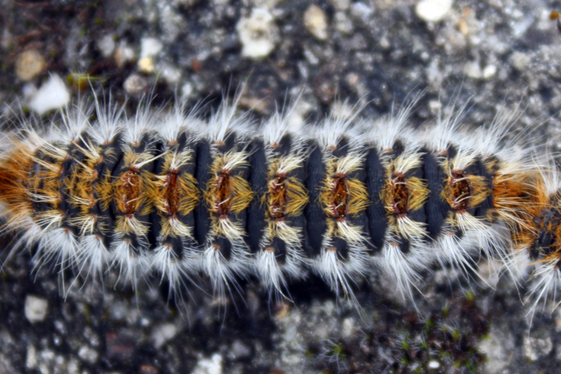 Luar na fraga: La marcha de la procesionaria (Thaumetopoea pityocampa)
