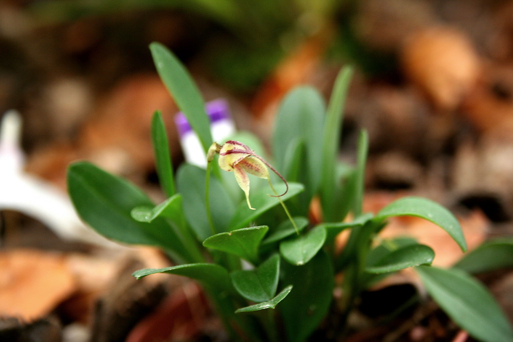 Masdevallia nidifica care and culture | Travaldo's blog