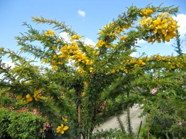 Flora de Puerto Rico Ilustrada Papo Vives: Caesalpinoideae SENNA ...