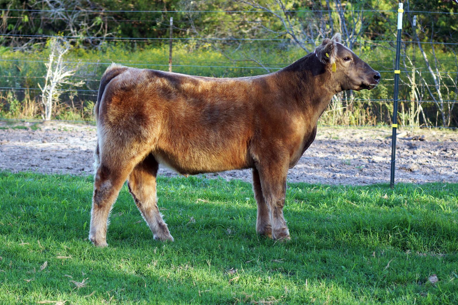 Skinner Cattle Co: Captain Morgan x HooDoo Steer For Sale!