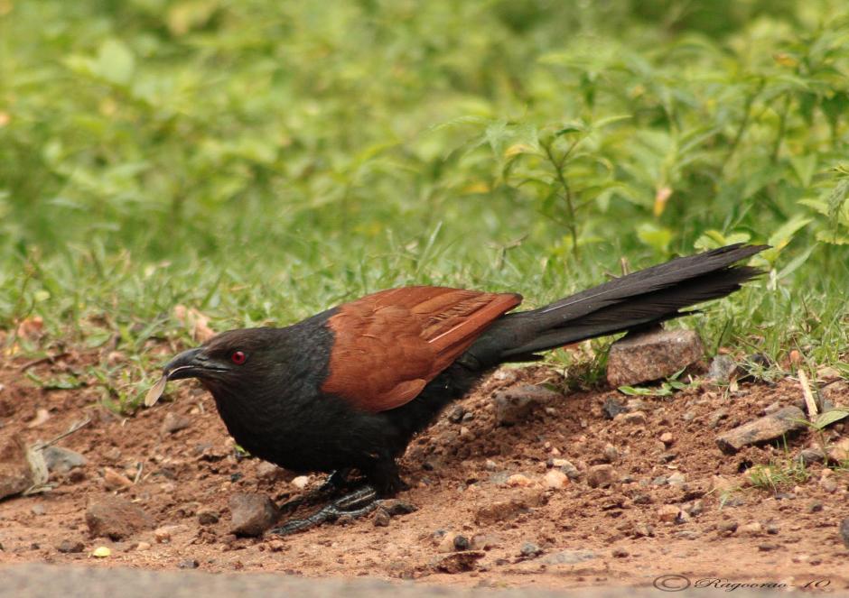 MY NOTES: Birds(check list)