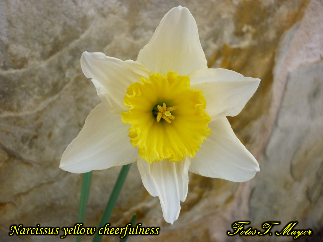 Flores y plantas silvestres: " Narcissus yellow cheerfulness ". Narciso ...