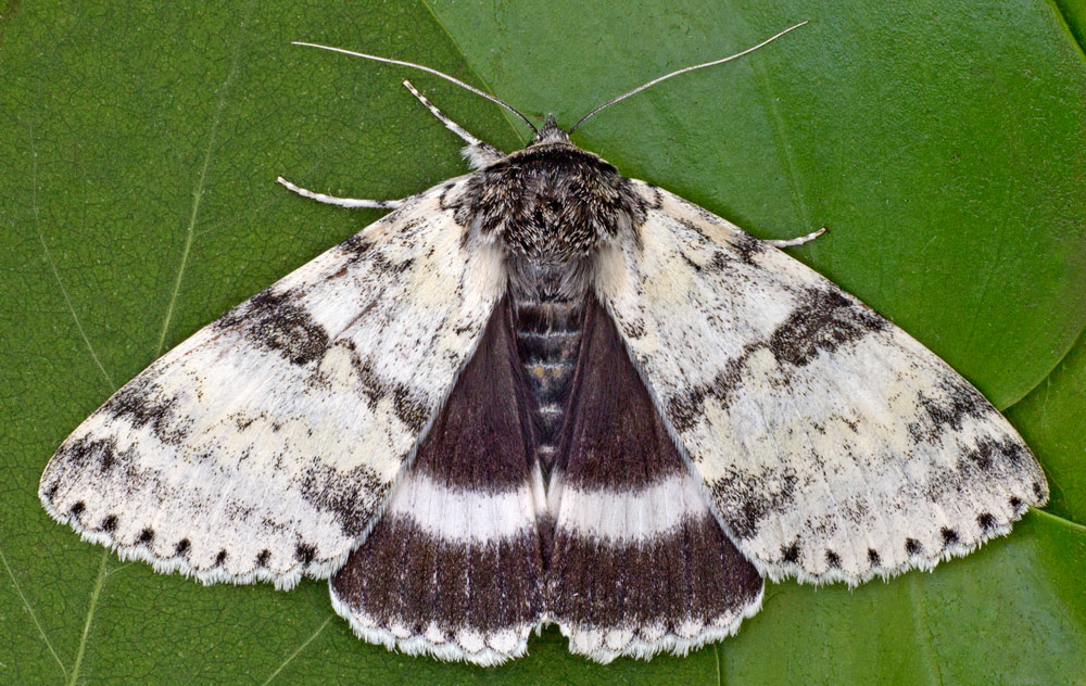 Ian Maton Nature Photography