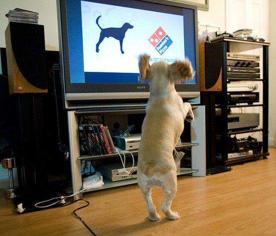 SNEAK PEEK : DOGTV: A New Breed Of Television