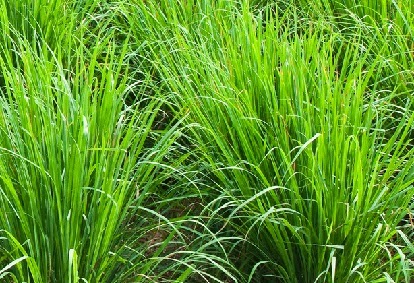 Petak Semai: SERAI - EKSTRAK BUNGA SERAI